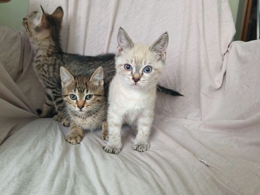 Котята от сиамской кошки