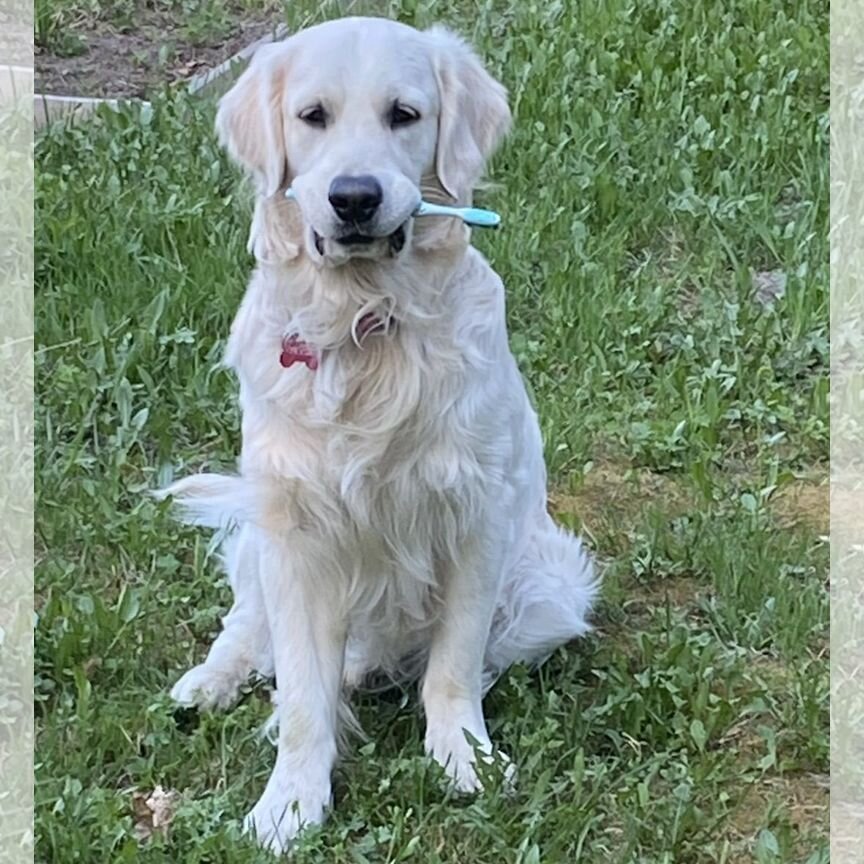 Золотистый ретривер, вязка