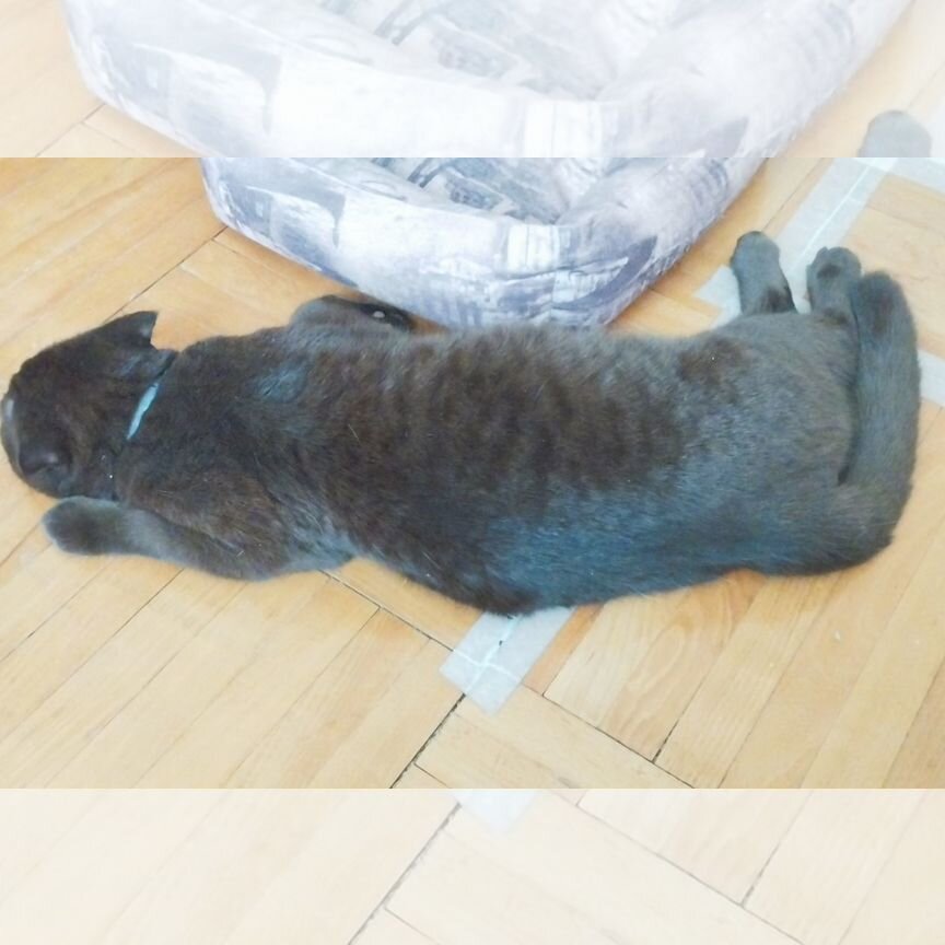 Отдам в добрые руки
