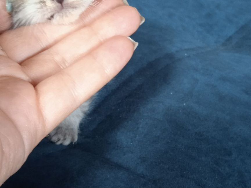 Шотландские вислоухие