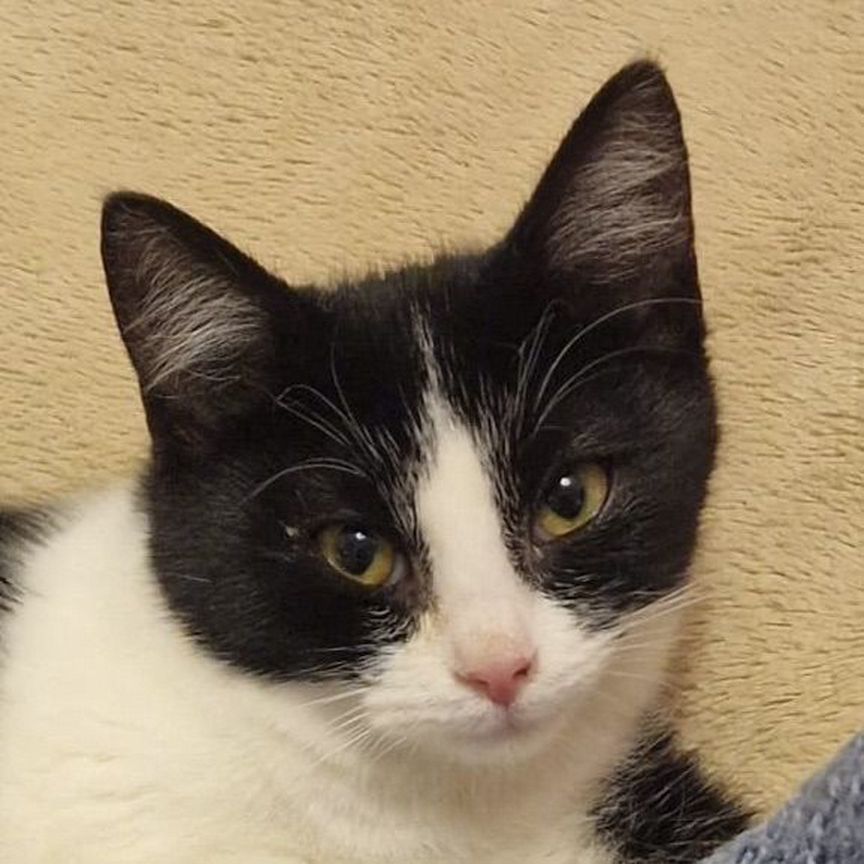 Котенок девочка