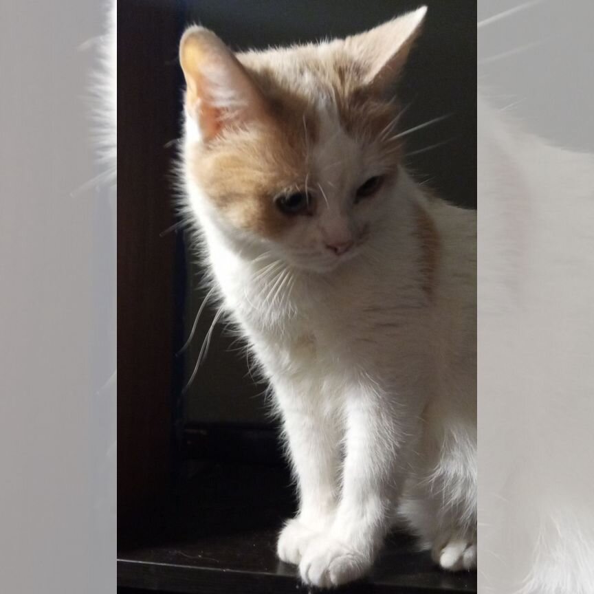 Настя в семью