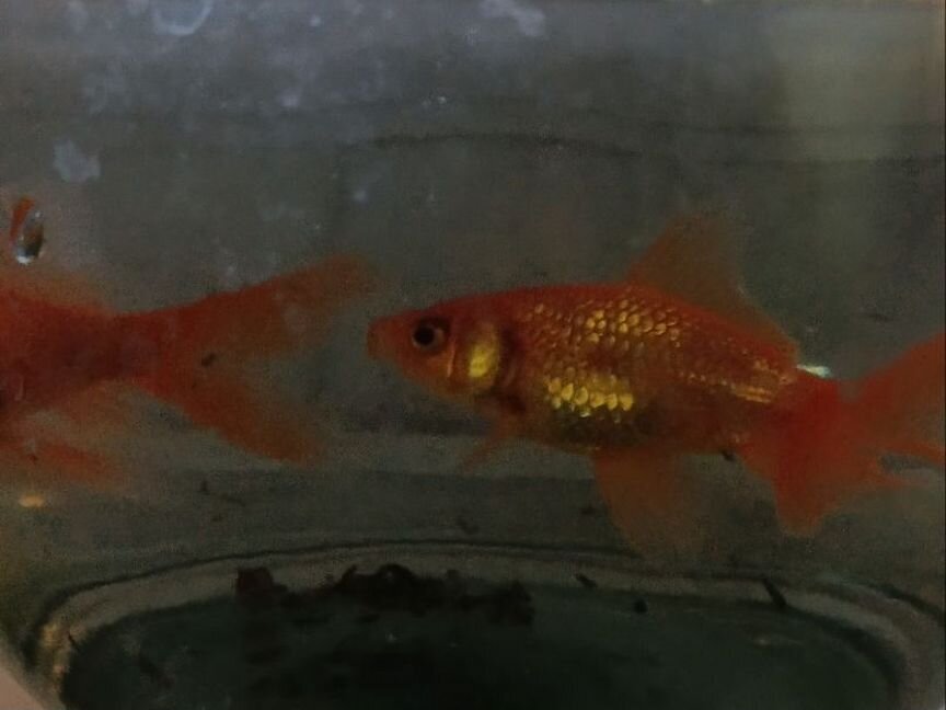 Реукин красный