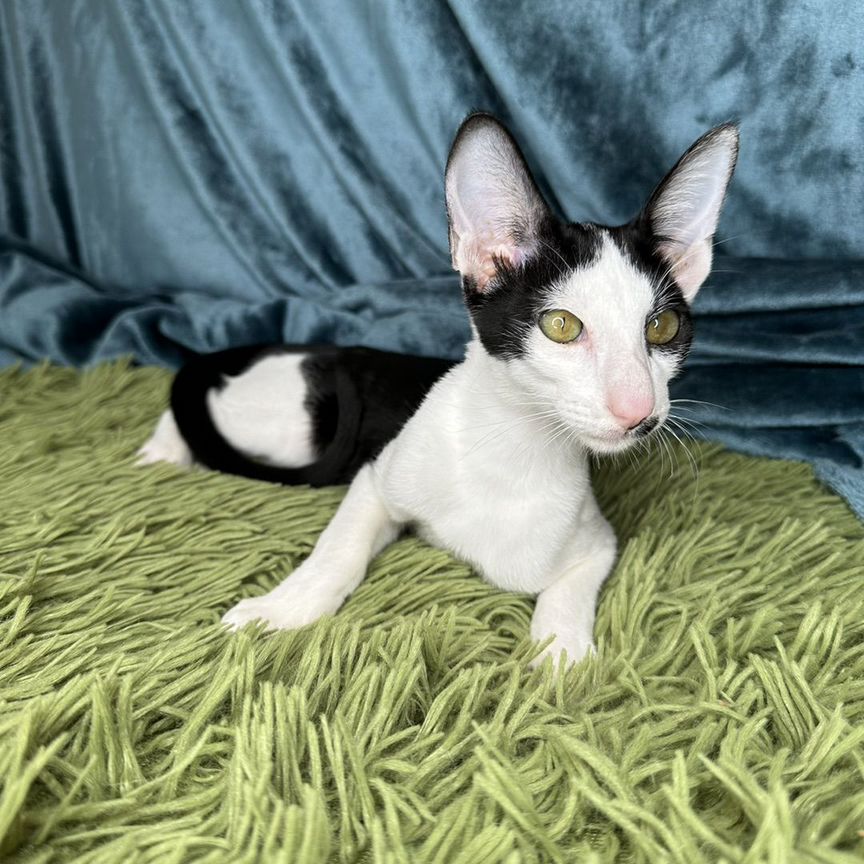 Ориентальные котята