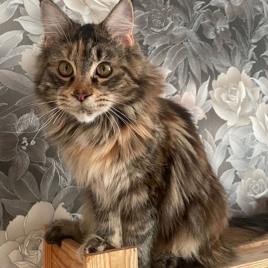 Мейн-кун, взрослая кошка