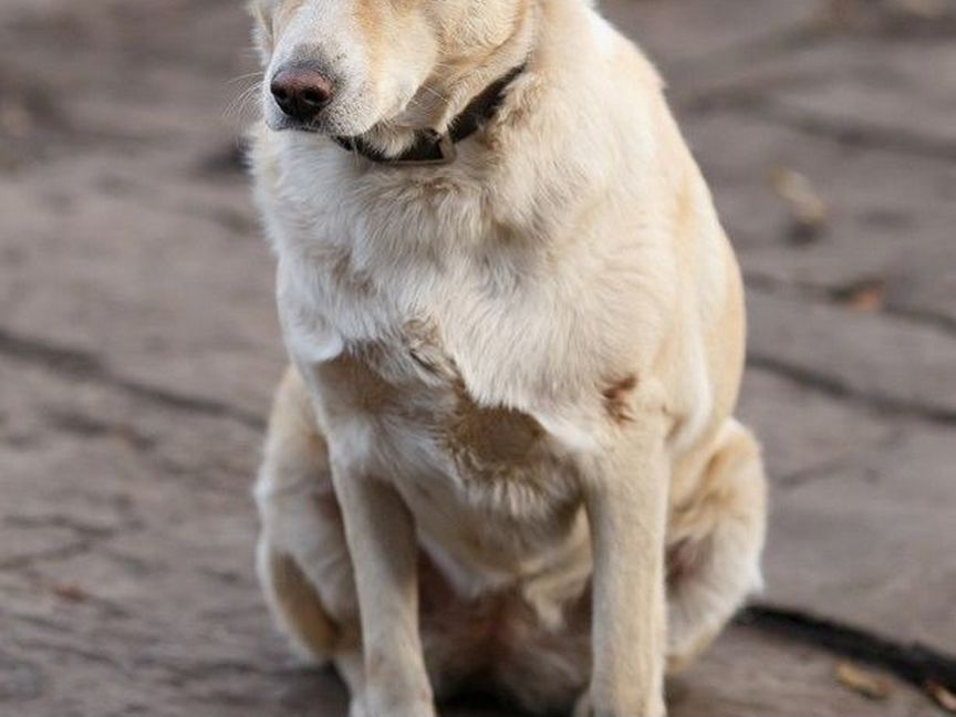 Белка ищет дом