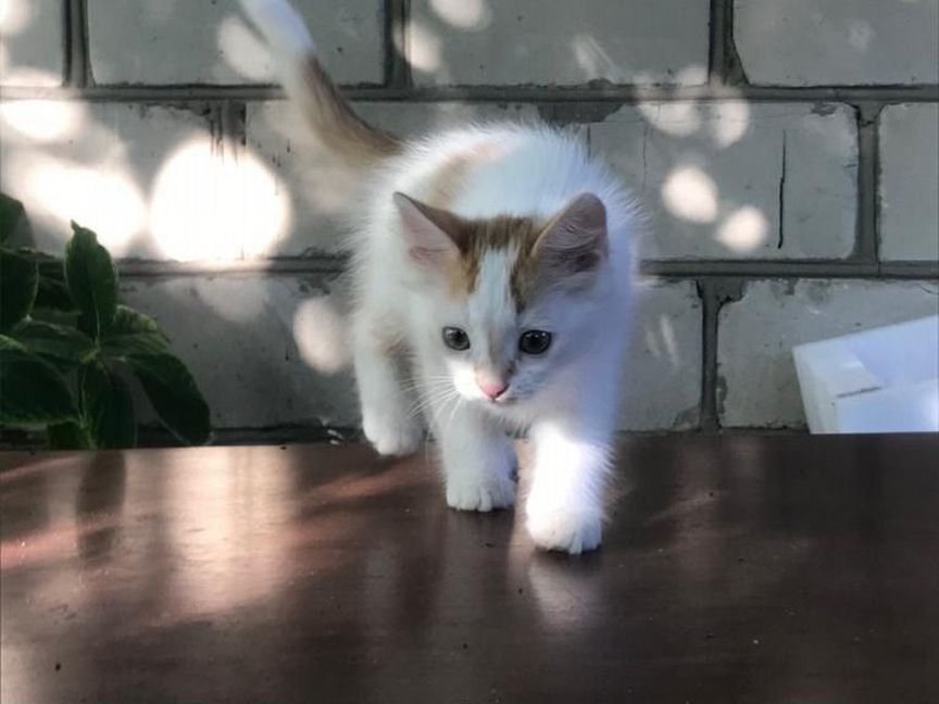 Котик в добрые руки