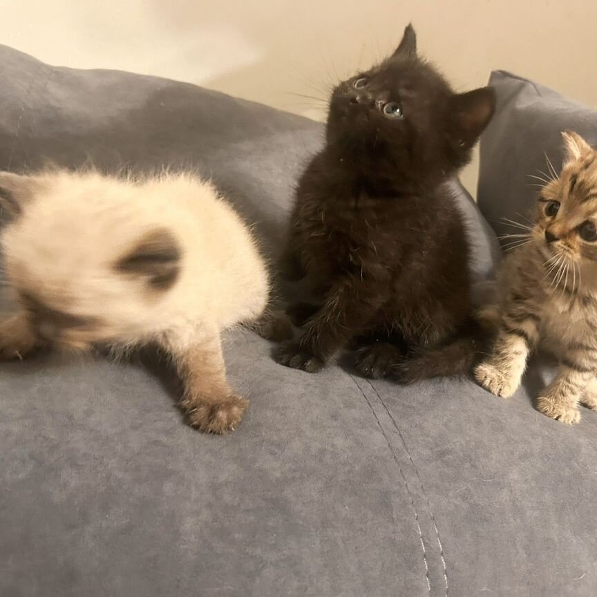 Котята бесплатно