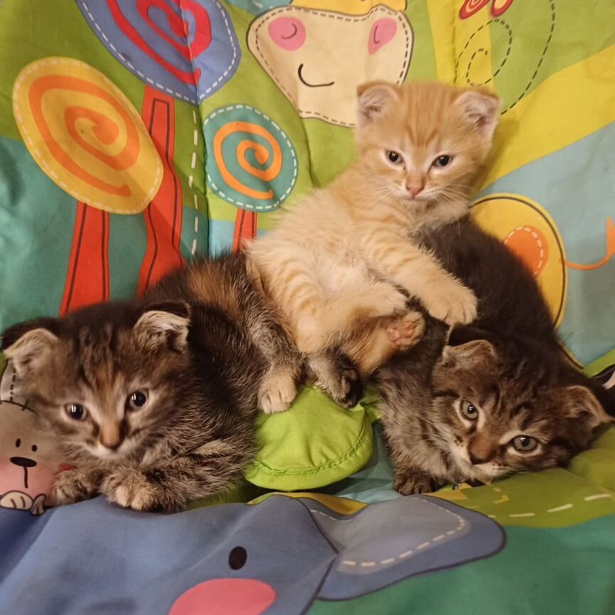 Вислоухие котята