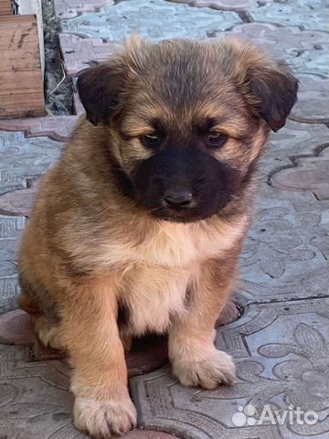 Щенки бесплатно