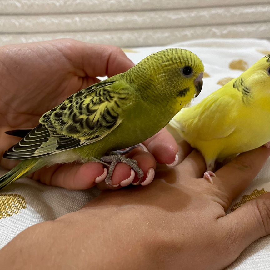 Птенцы волнистый попугай