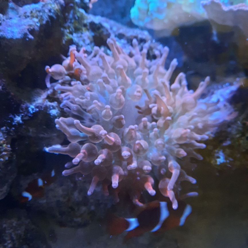 Актинии пузырчатая