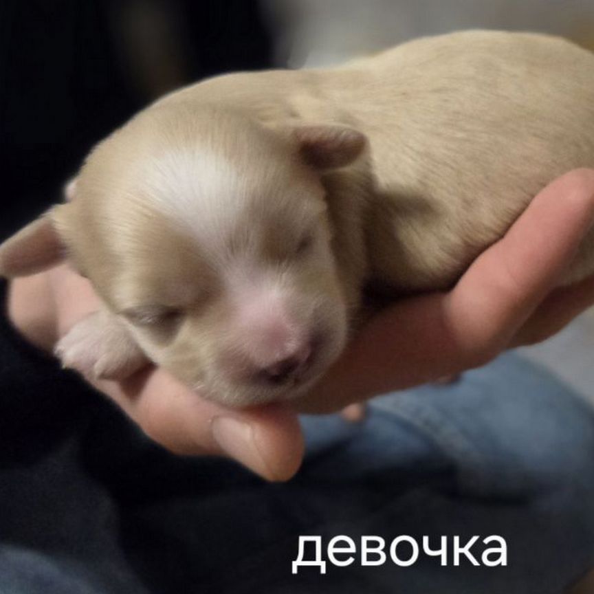 Мальтипу, щенок