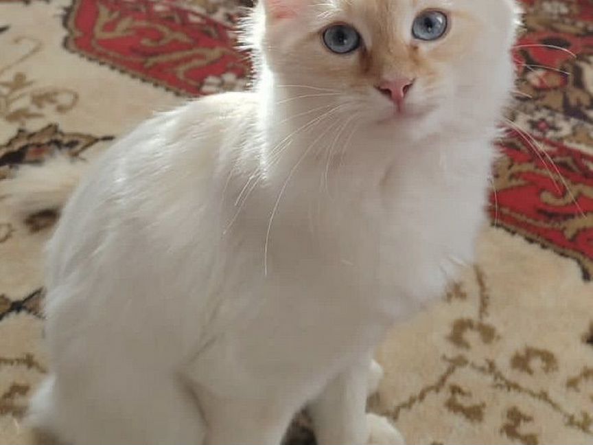 Голубоглазый котенок ищет дом