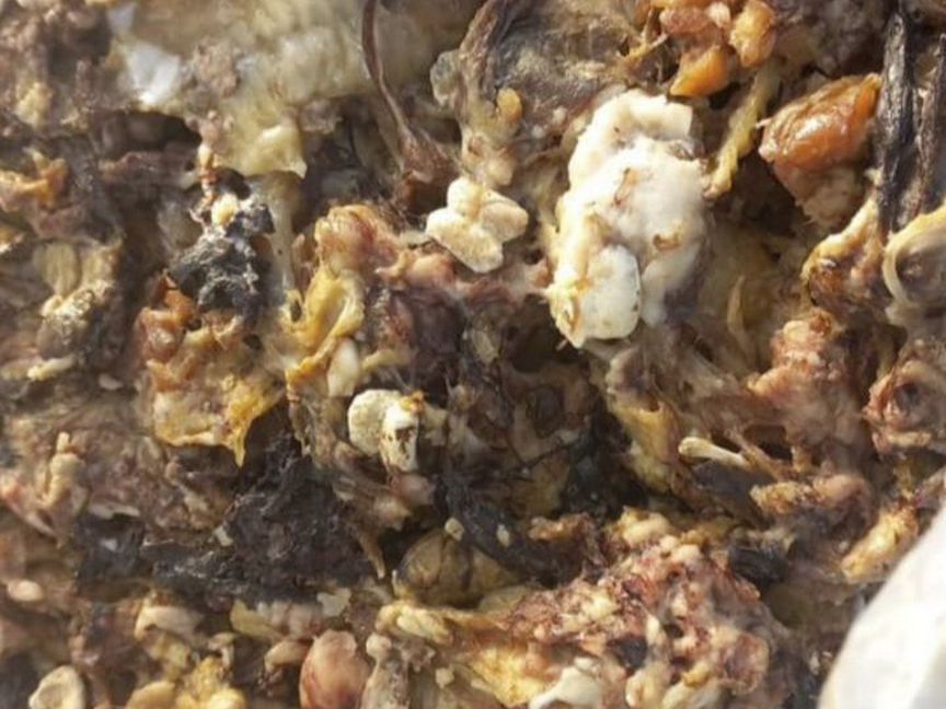 Холодец для собак