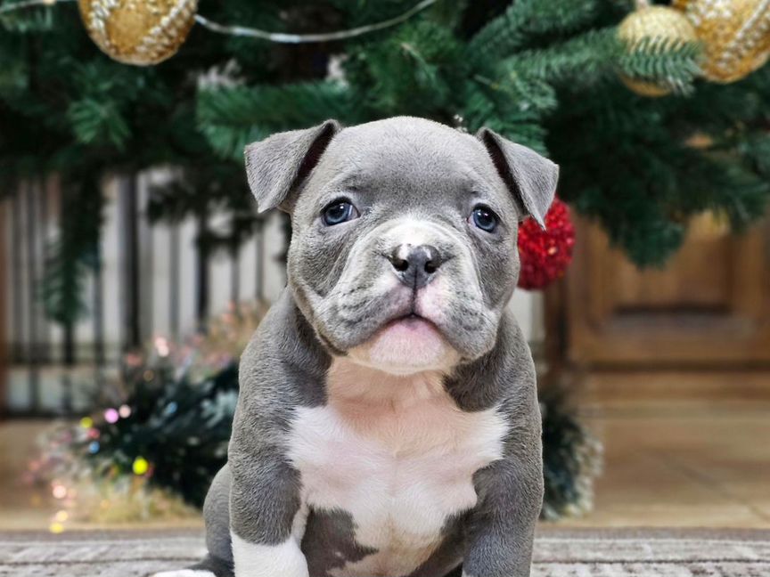 Американский булли микро