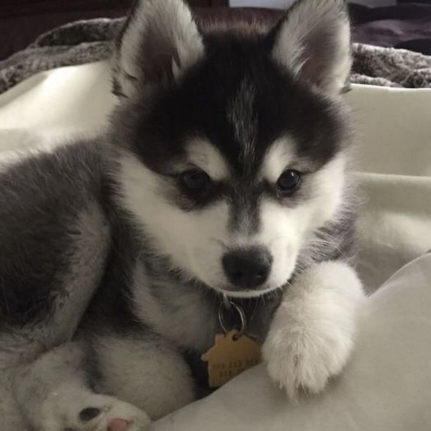 Щенки хаски