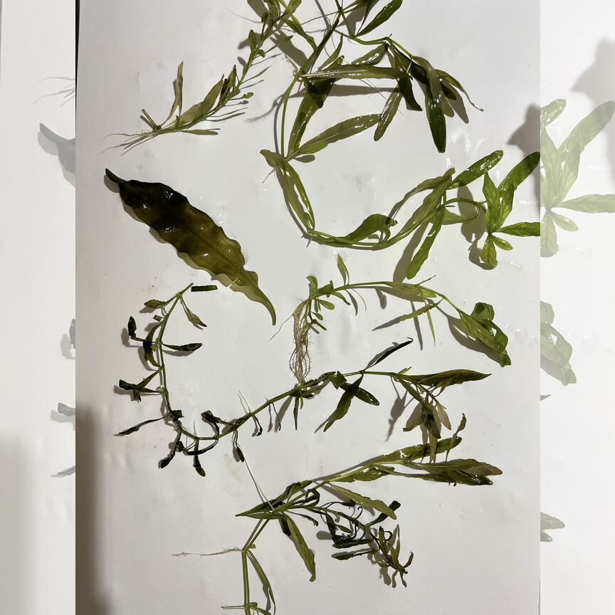 Аквариумное растение