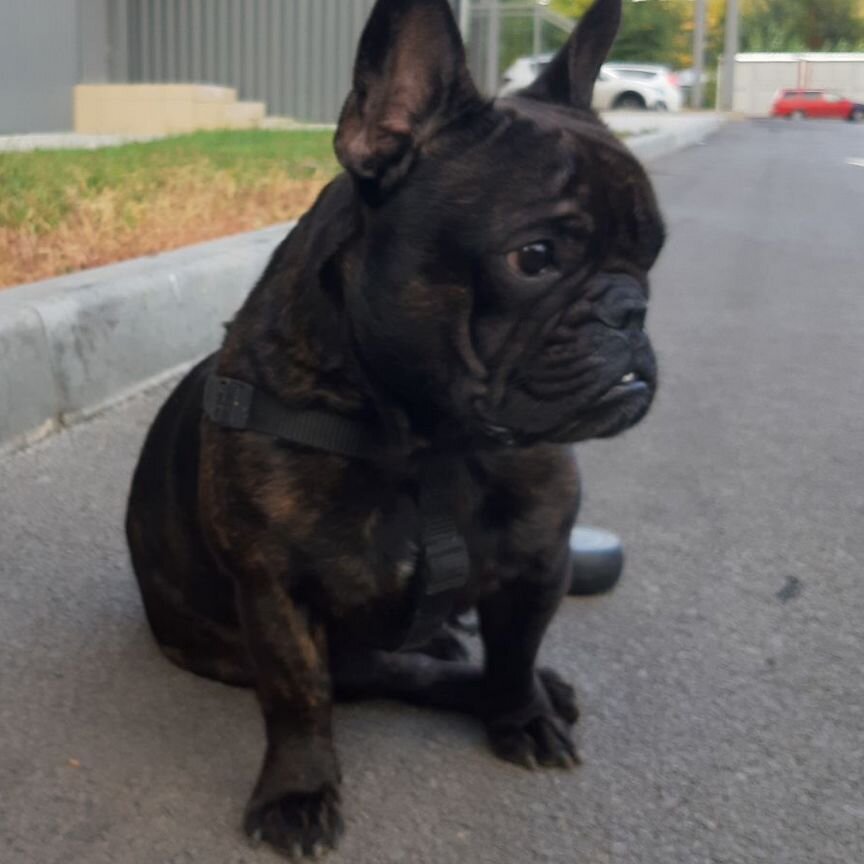 Француз. 2 года