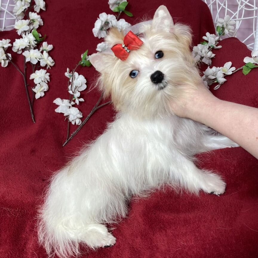 Йоркширский терьер, щенок