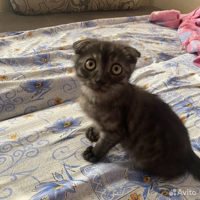 Шотланский вислоухий котенок черный