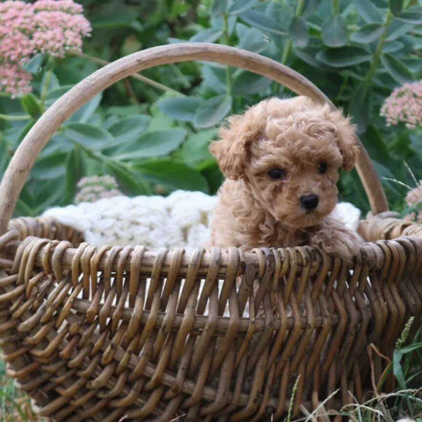 Мальтийская болонка