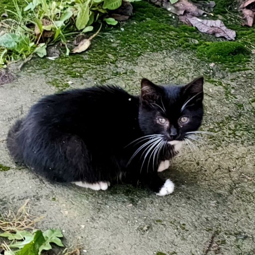 Котёнок в добрые руки