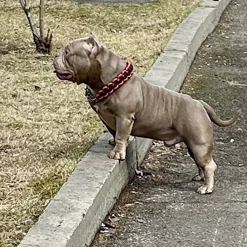 Американский булли, взрослый пёс