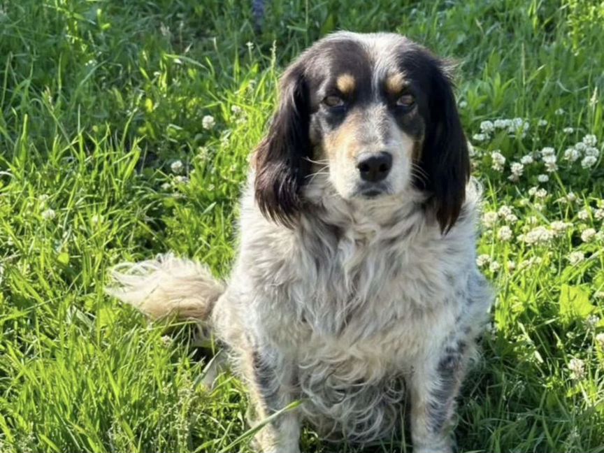 Спаниель (смесь)