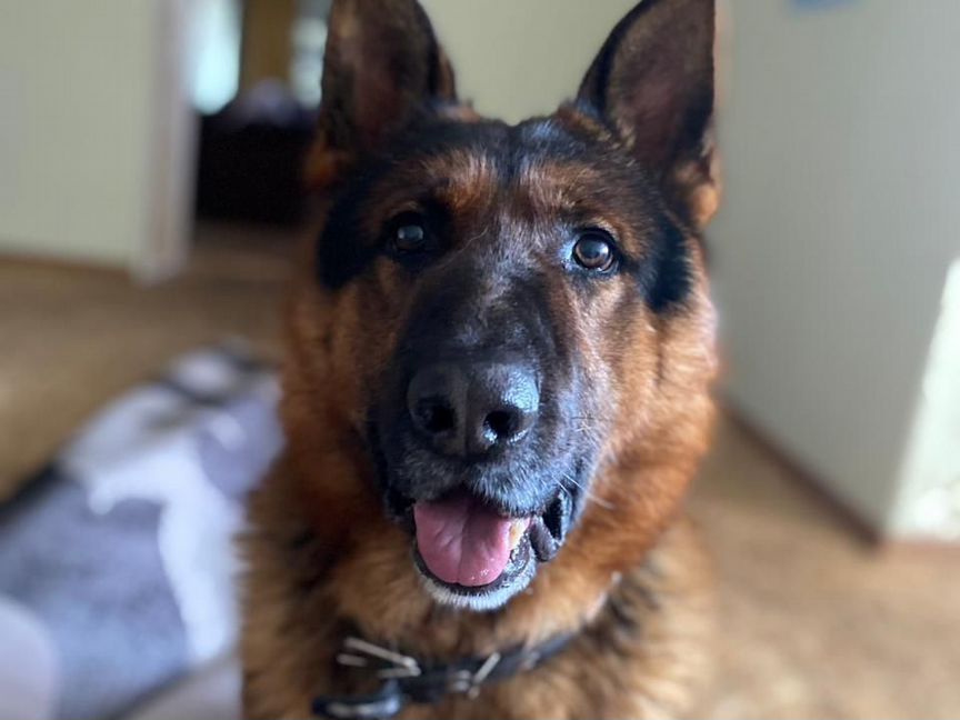 Щенки немецкой овчарки