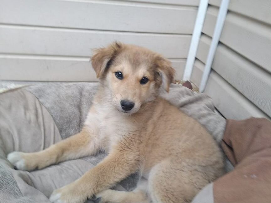 Собачка -лисичка