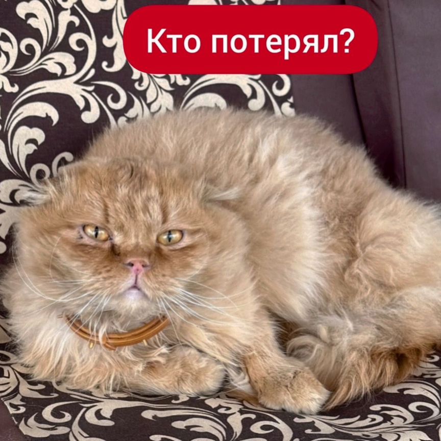 Найден рыжий вислоухий кот