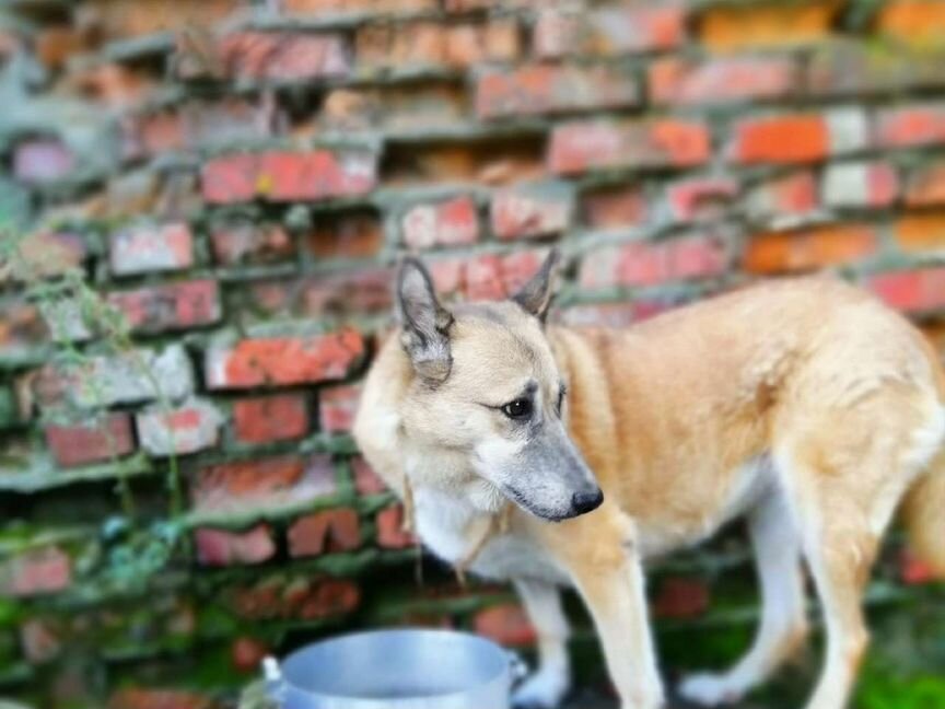 Шуша из приюта