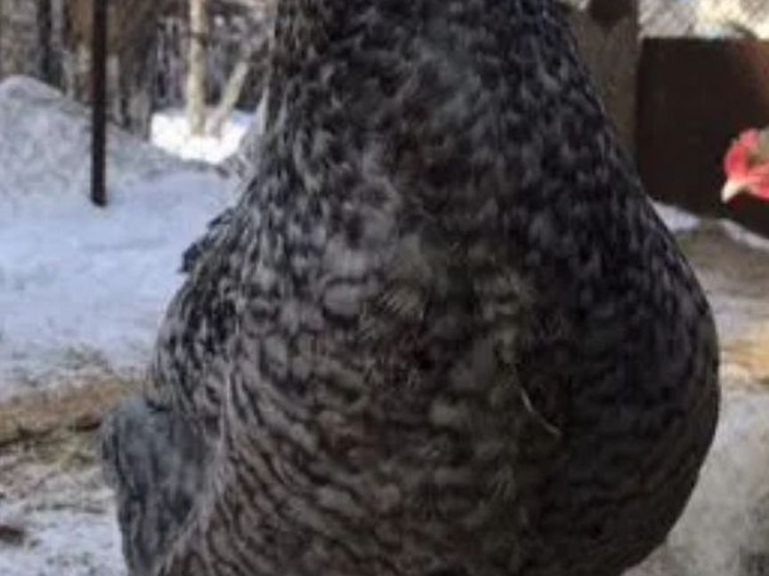 Петух молодой 7 мес мехеленская кукушка