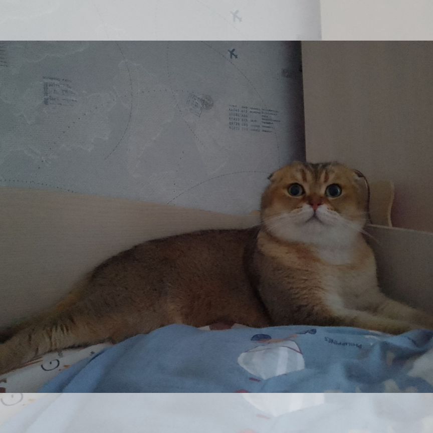 Шотландский вислоухий короткошёрстный, взрослый кот