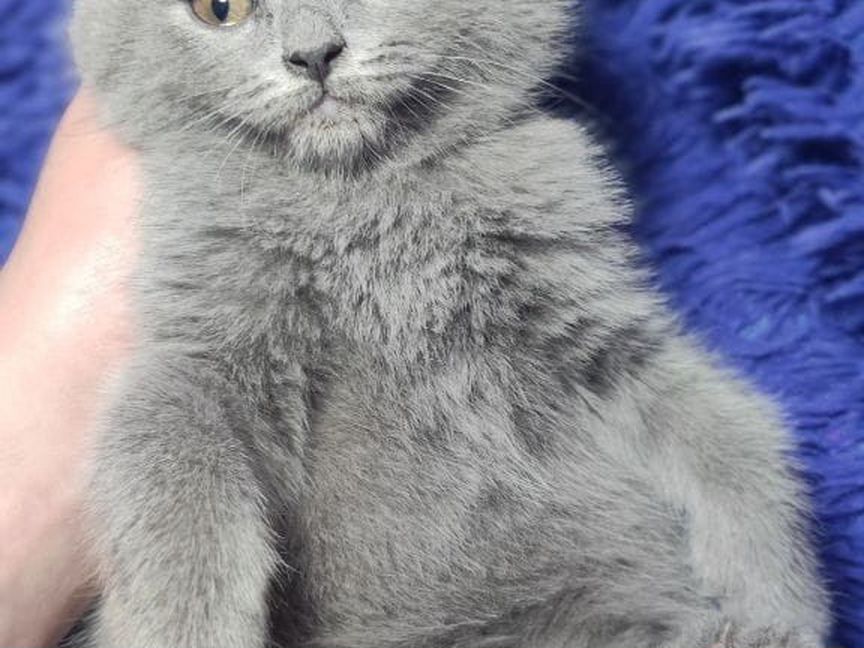 Шотландские малыши