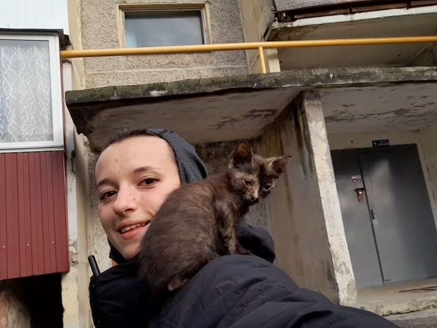 Два котёнка