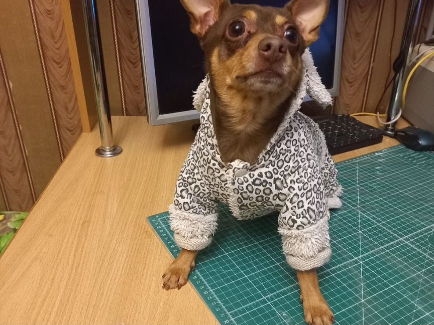 Отдам бесплатно той терьер