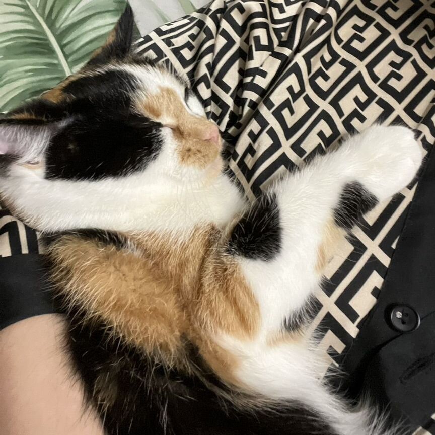 Кормящая кошка