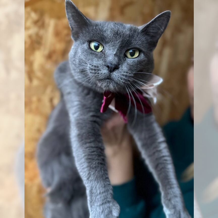 Взрослая кошка в добрые руки