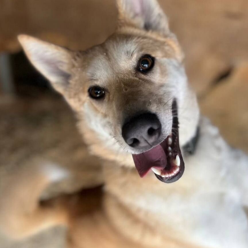 Взрослый пёс в добрые руки