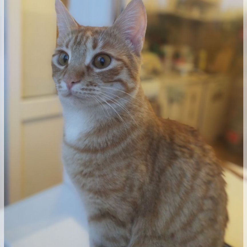 Рыжая красавица Нала