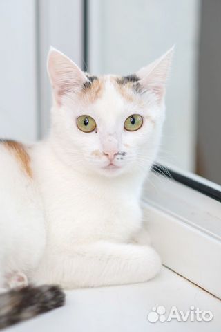 Отдам кошку в добрые руки