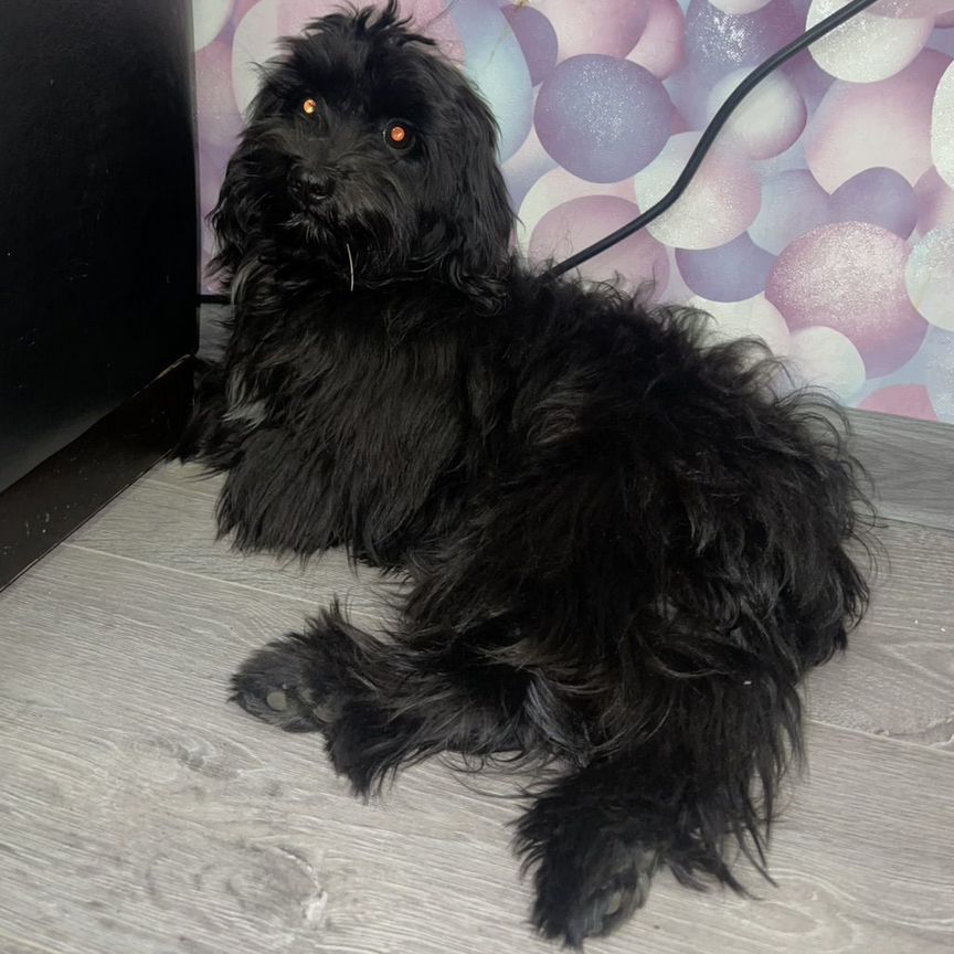 Мальтипу, щенок