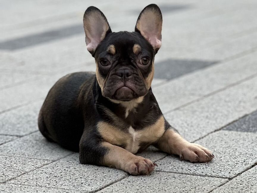 Маленькая девочка, французский бульдог