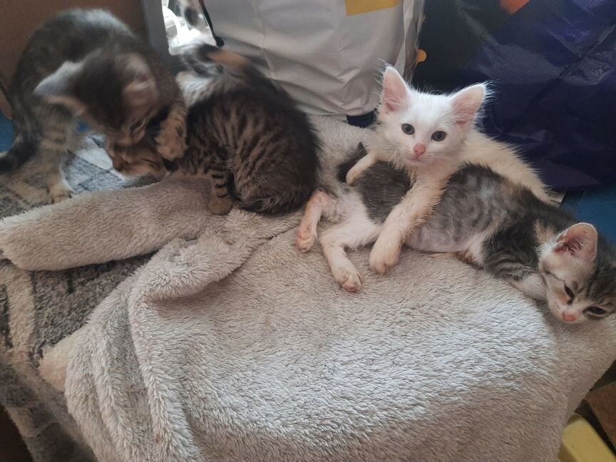 Котики бесплатно в добрые руки