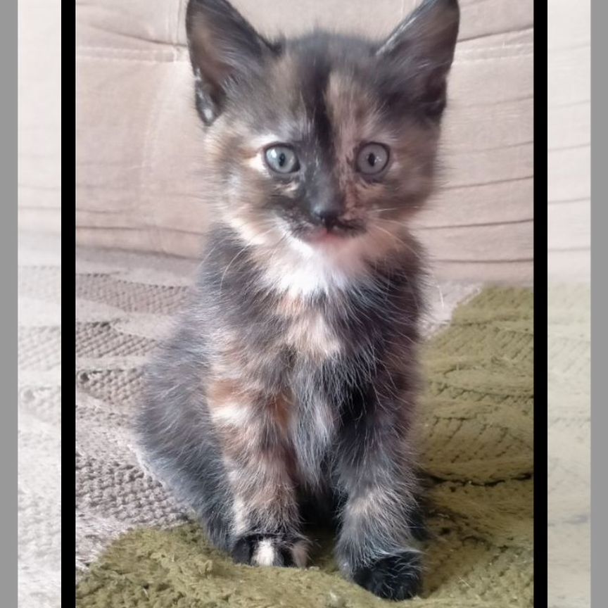 Сибирский котёнок