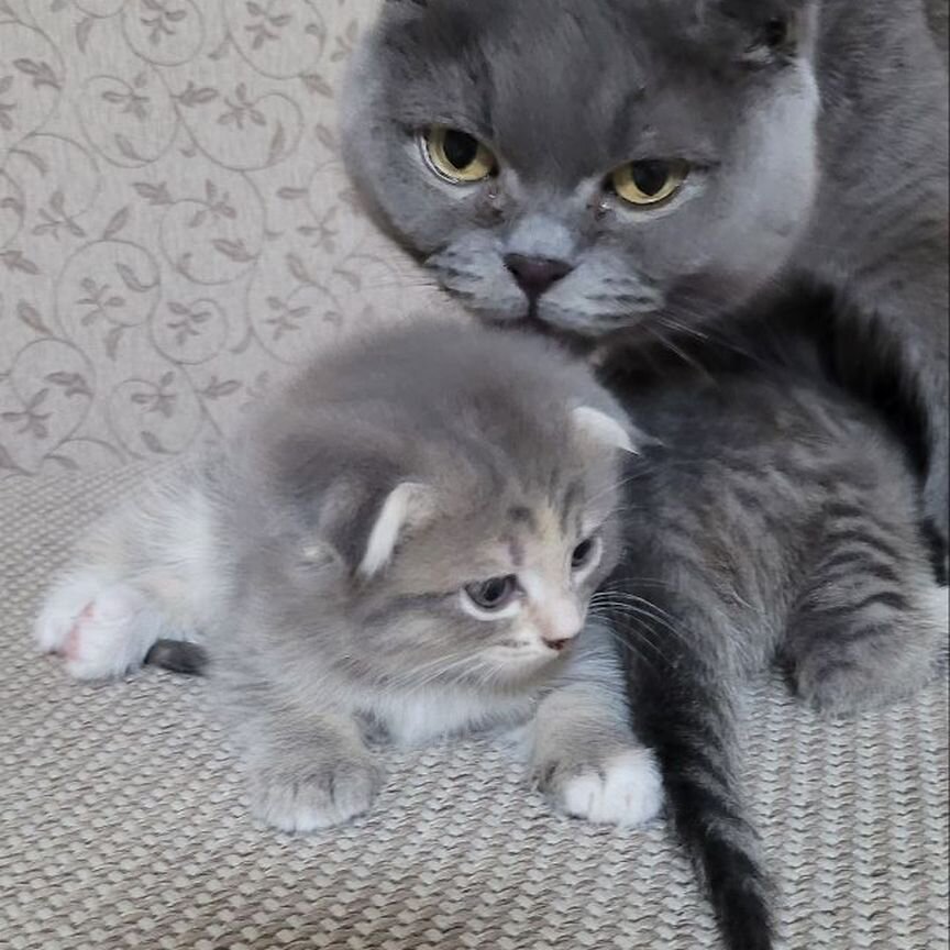 Котята