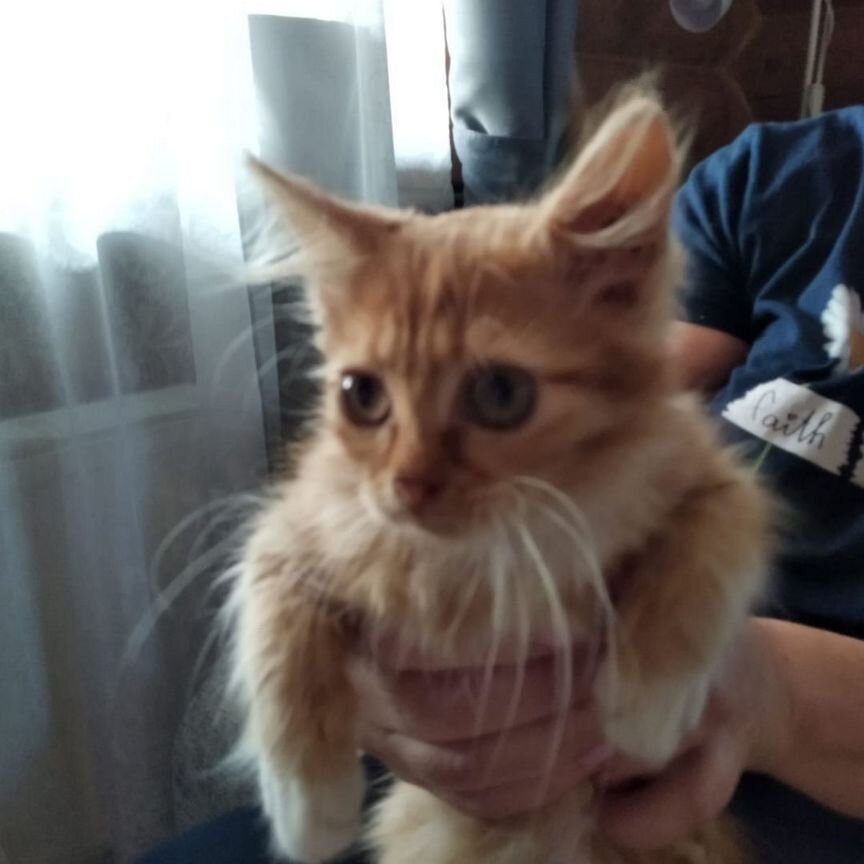 Котёнок в добрые руки бесплатно