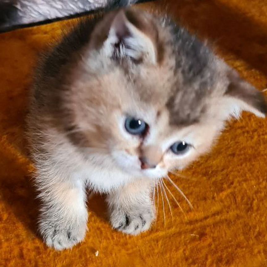 Шотландский вислоухий короткошёрстный котёнок